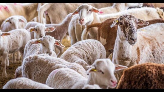 Mutton club: The social order in colonial India