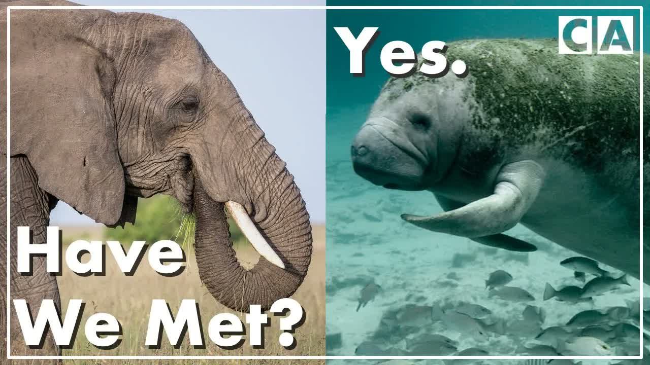 These animals are related — seriously