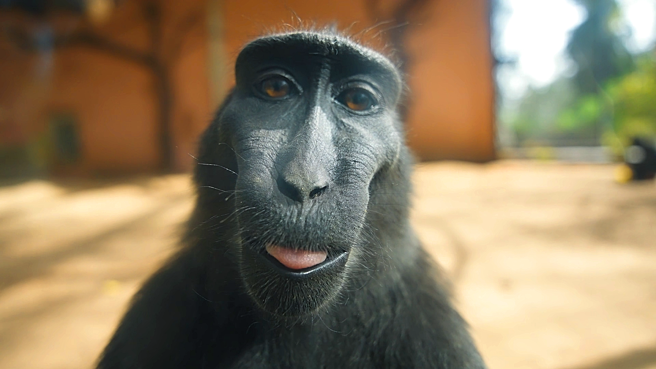A monkey found my hidden camera and left an unexpected reaction