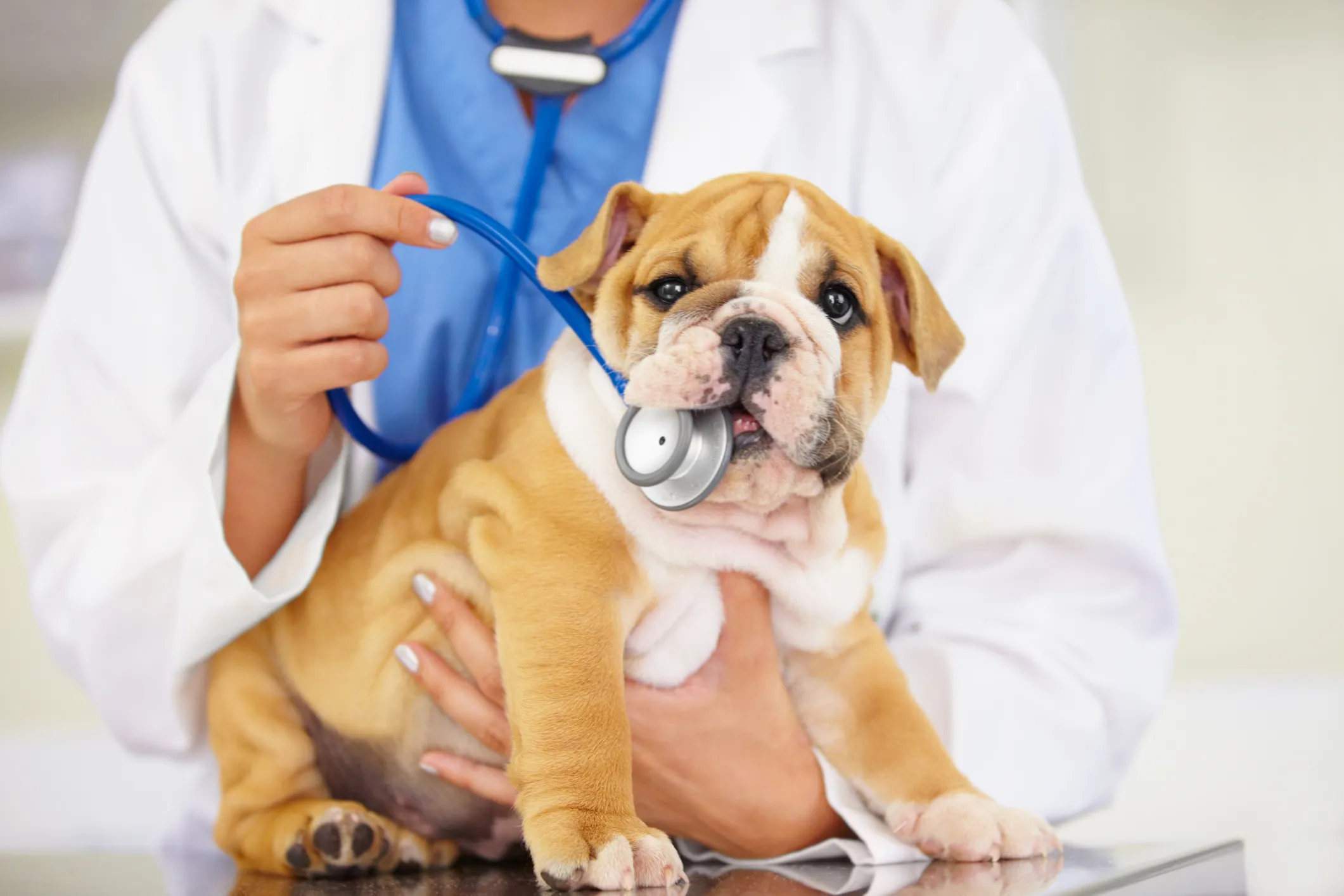 The real reason vet bills are skyrocketing — and what you can do about it