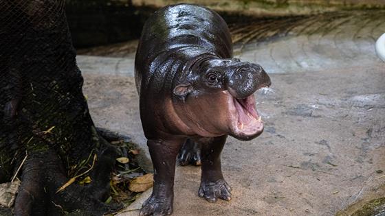 Moo Deng's Zoo responds to concerns over pygmy hippo's sad living ...