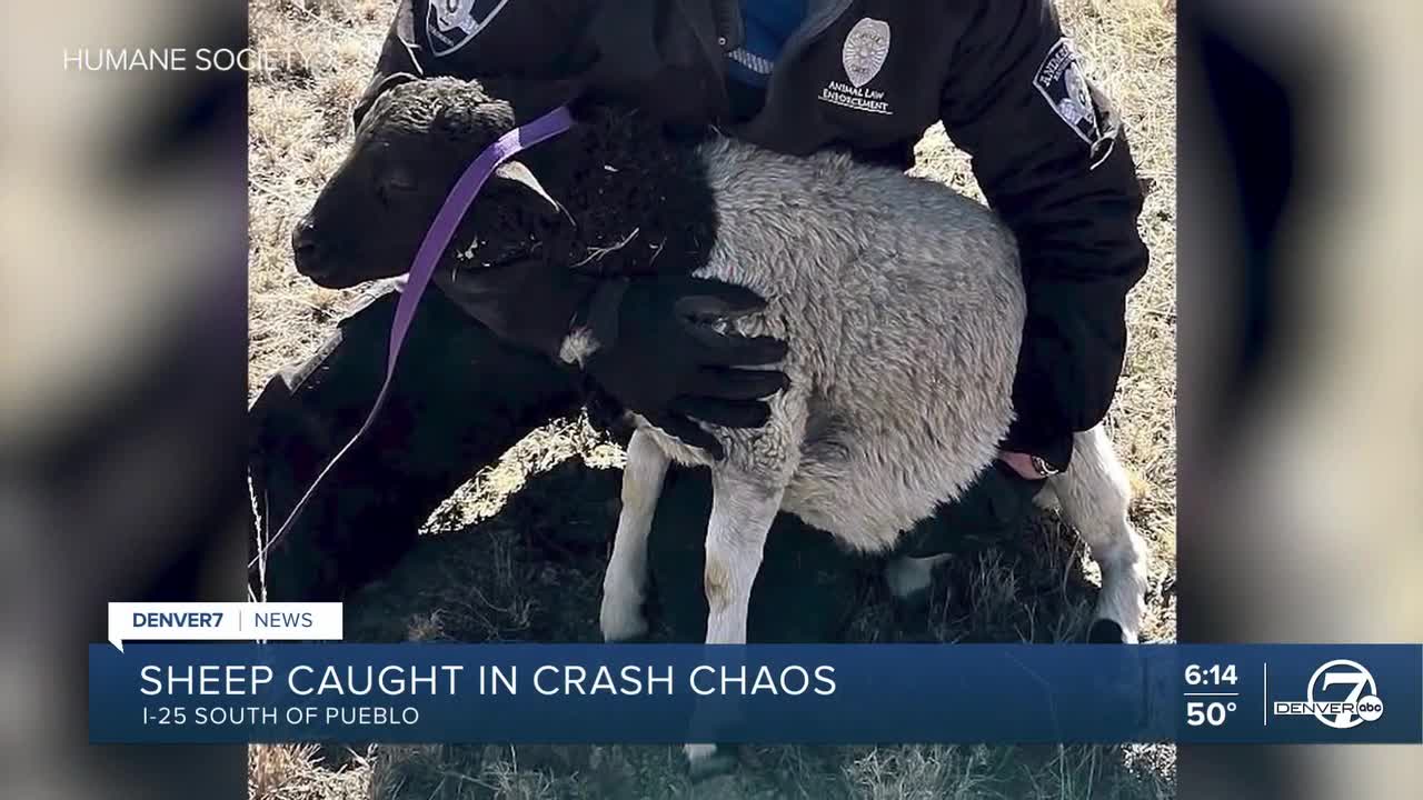 Humane Society Animal Law Enforcement officers called to scene of ...