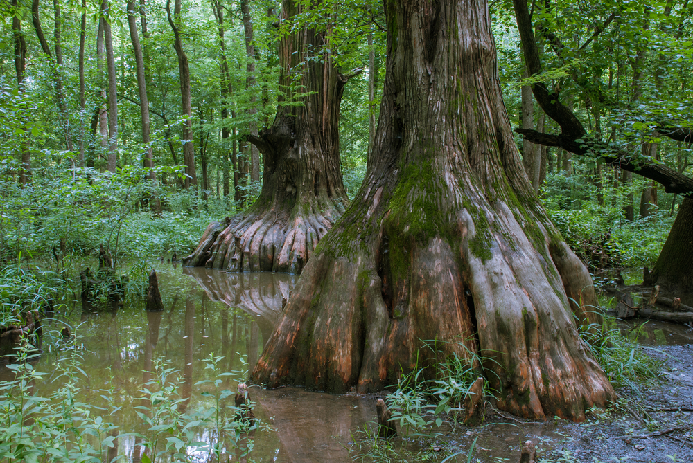 The most un-Illinois place in Illinois is an ancient swamp full of pre ...