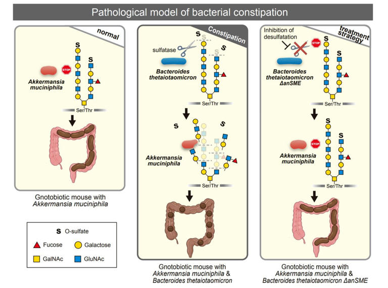 Scientists discover 'bacterial constipation,' a new disease caused by ...