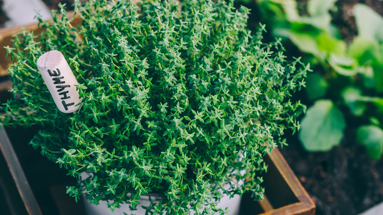 11 varieties of thyme, explained