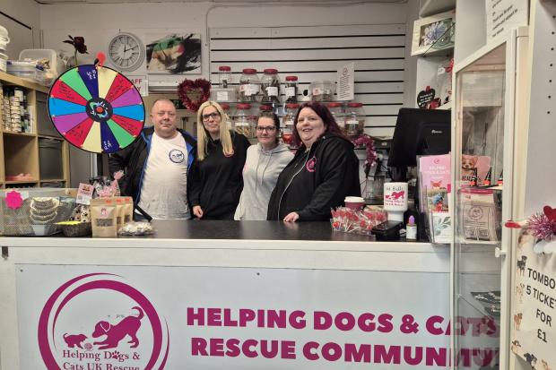 Rescue calls for more families to open their homes to foster cats and dogs