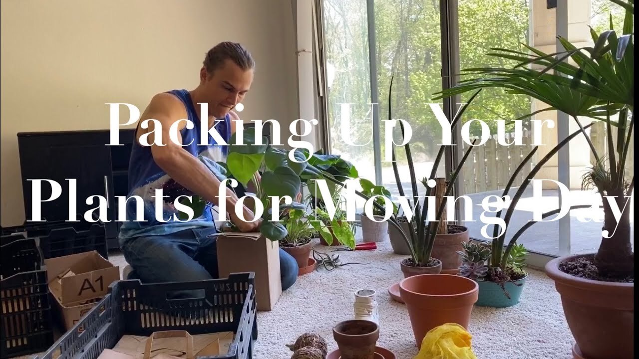 Moving day: Keep your plants safe while moving