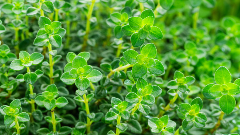 11 varieties of thyme, explained