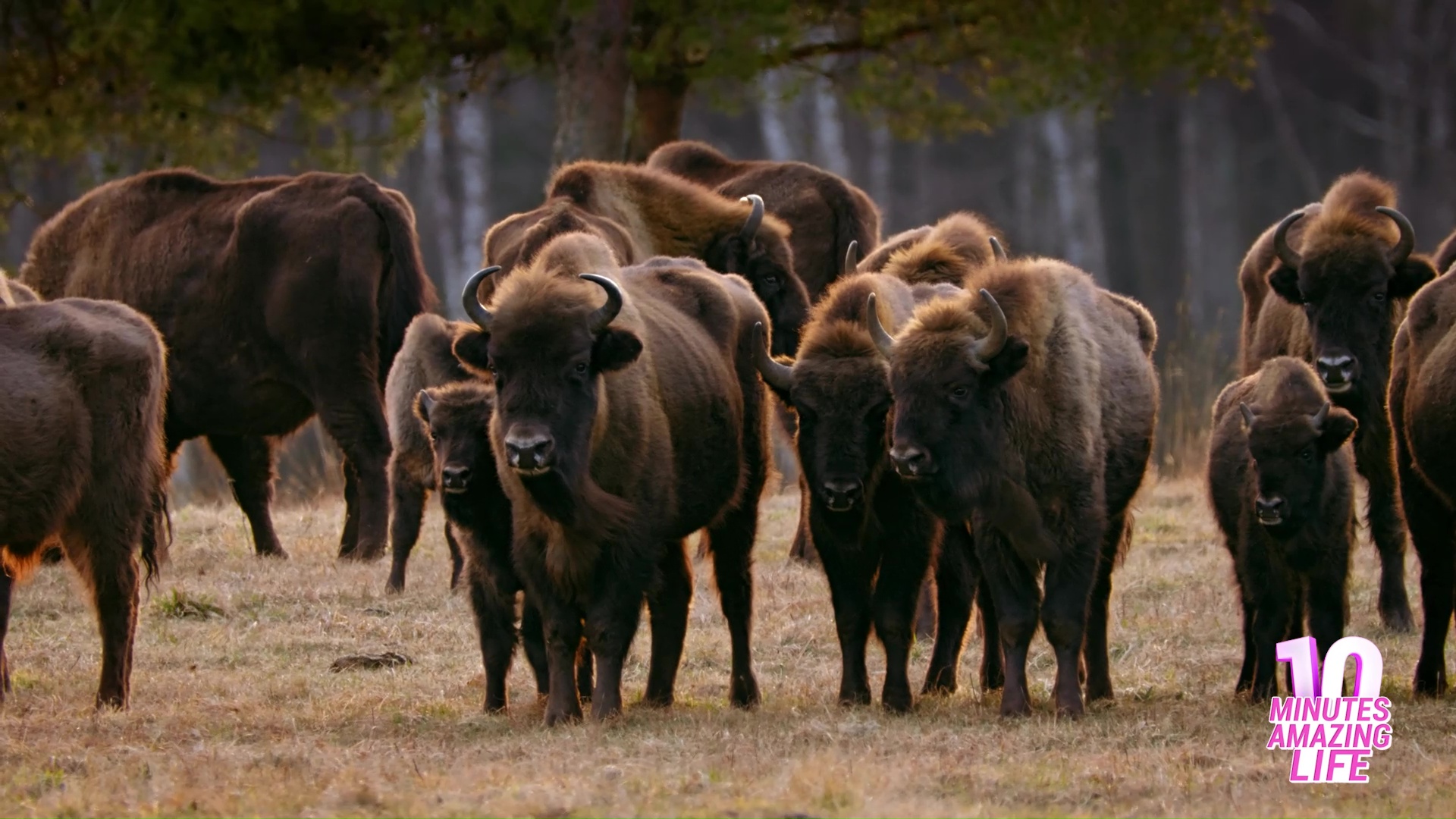 European bison protecting their calves in formation