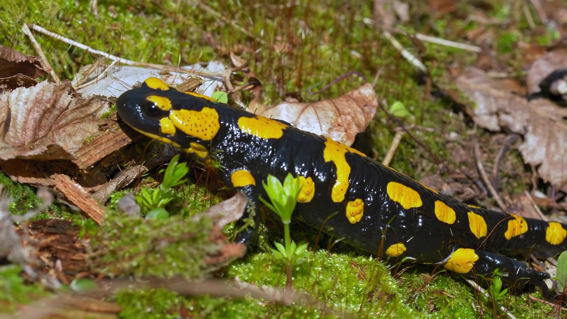 La salamandra de fuego que nunca debes tocar