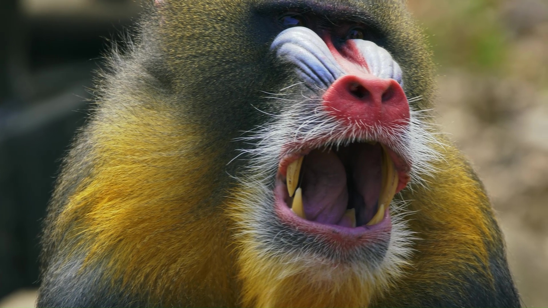 La expresión del mandril que indica peligro