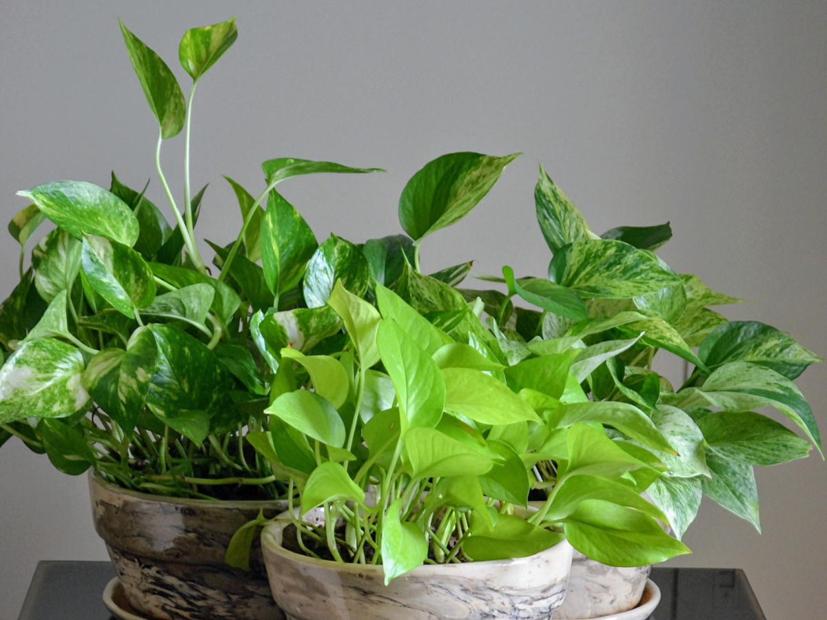 How to stop indoor plants from wilting at home: 6 easy hacks to protect ...