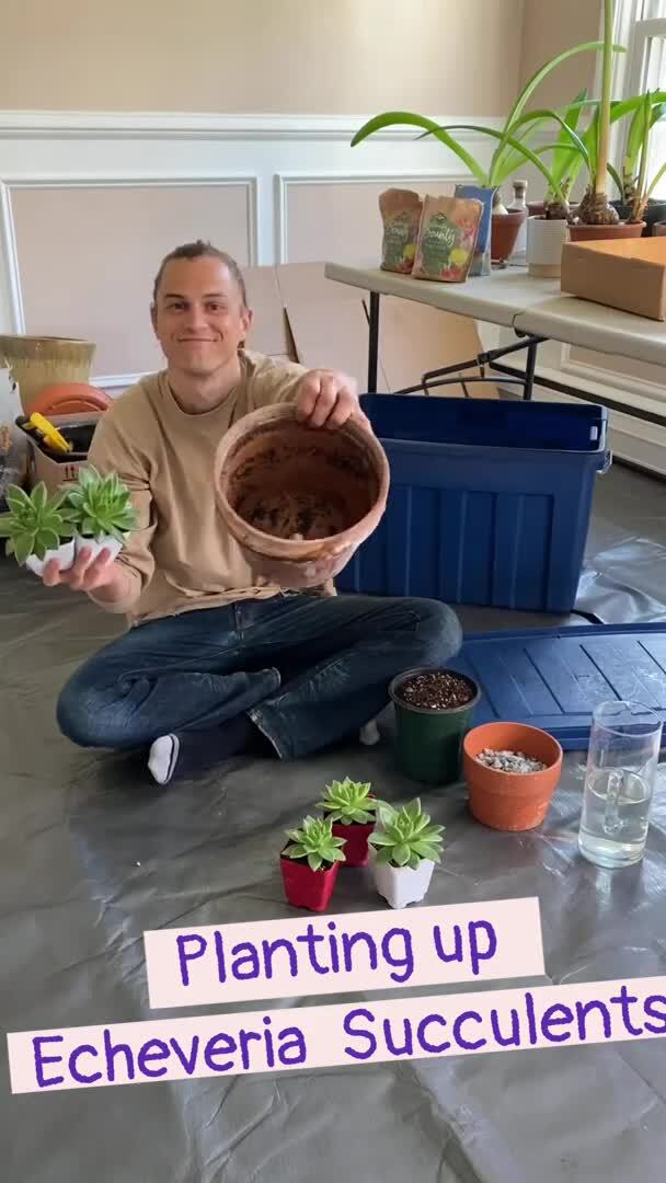 Tips for potting up echeveria succulents #shorts #succulents #houseplant