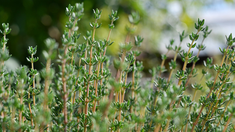 11 varieties of thyme, explained