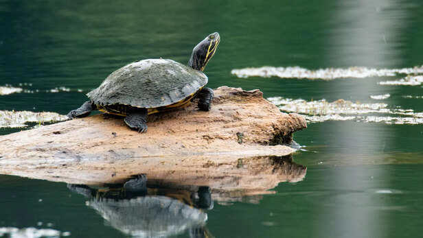 Indian turtle: Species diversity, habitat and conservation importance