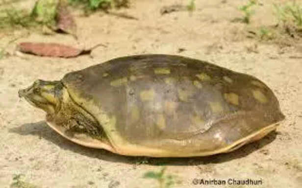 Indian turtle: Species diversity, habitat and conservation importance