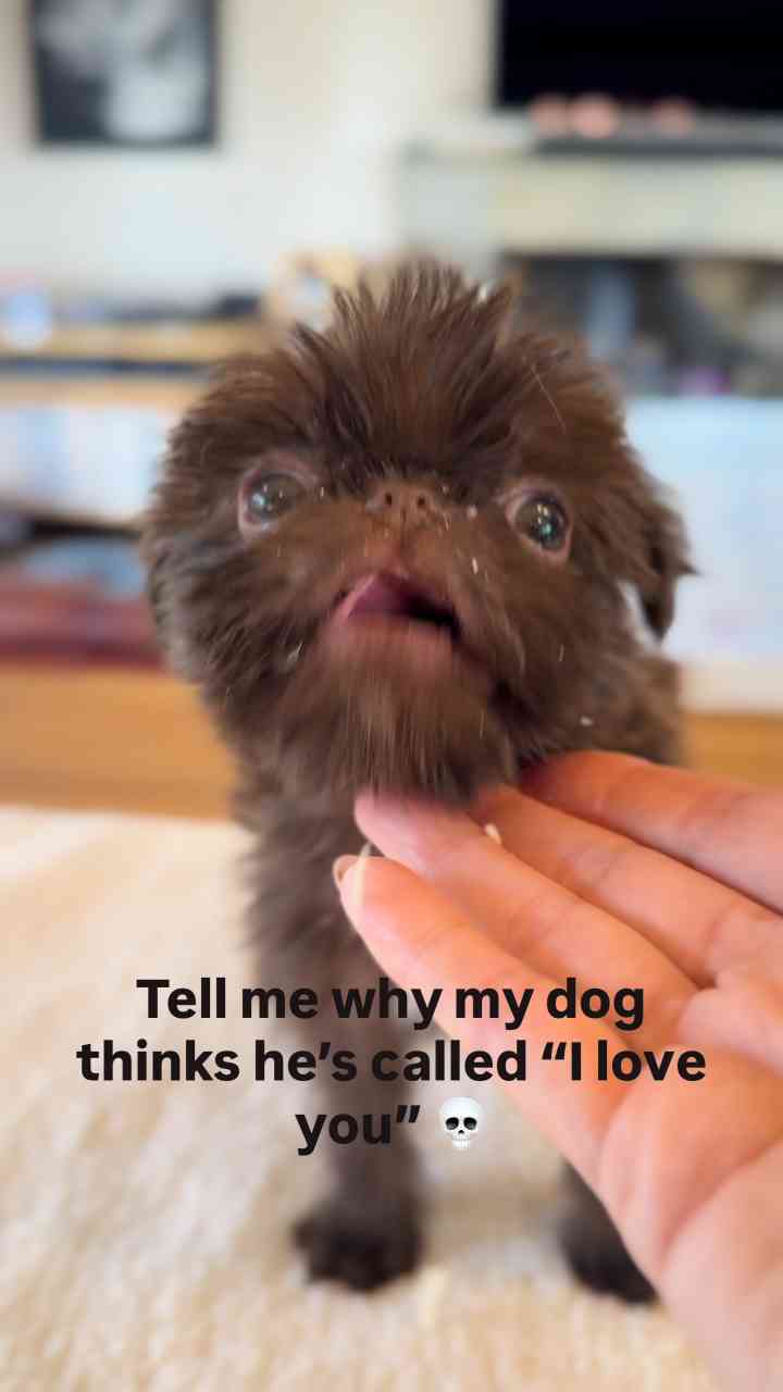 At this point he thinks I named him “I love you” – funny Brussels ...