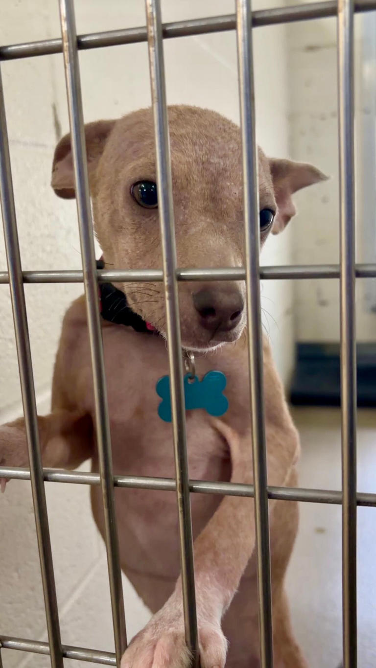 Humane Society of Greater Kansas City caring for 50+ dogs rescued from ...
