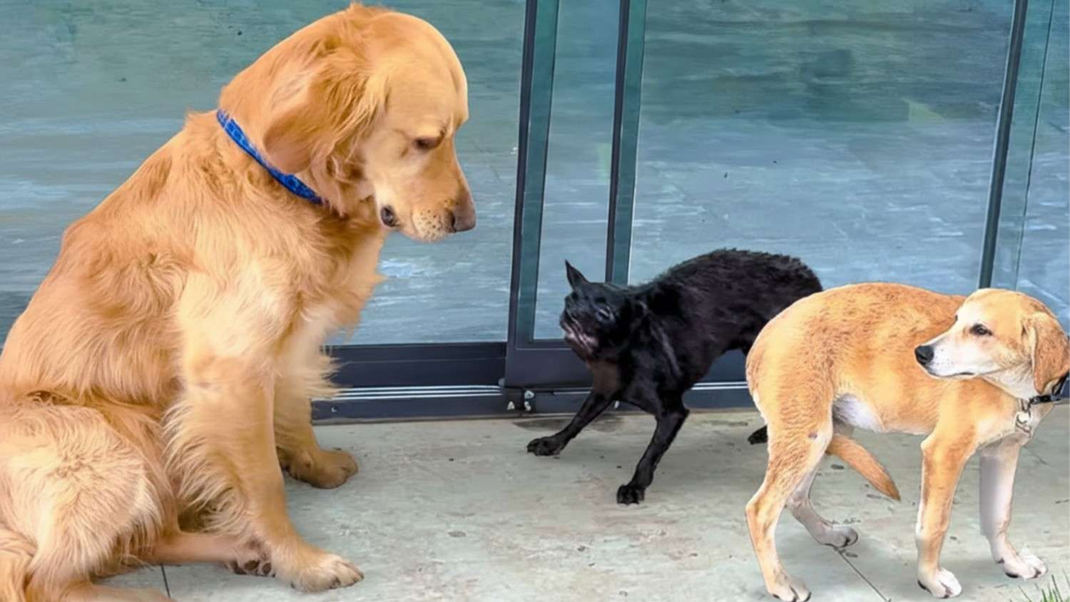 How my golden retriever handled 2 completely shut down rescue puppies