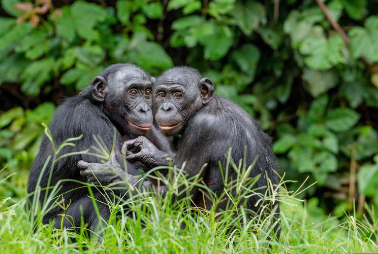 Le comportement sexuel des bonobos éclaire l’évolution de notre ...
