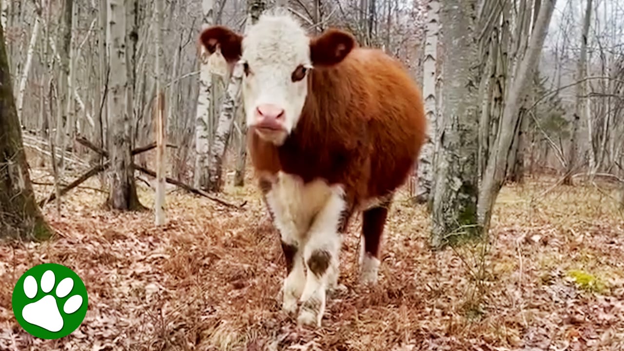 After months on the run, this lonely cow finally found his best friend ️