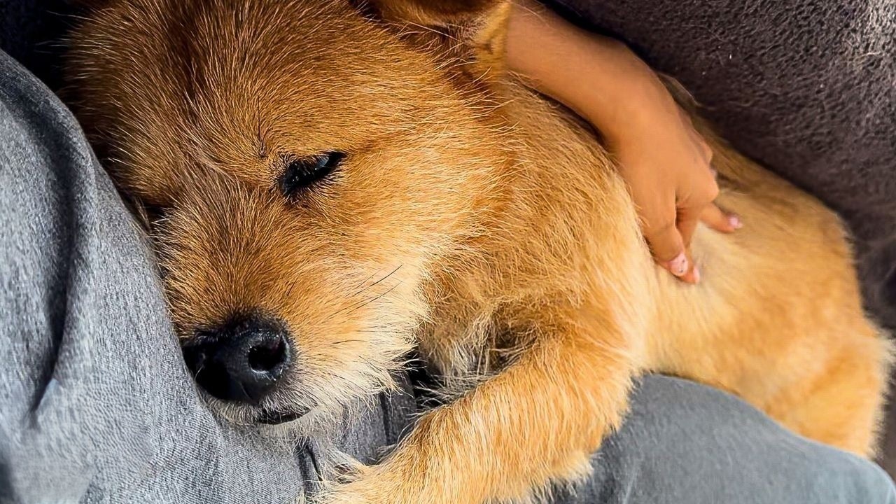 This scruffy dog was raised on a chain - now he’s learning to trust again