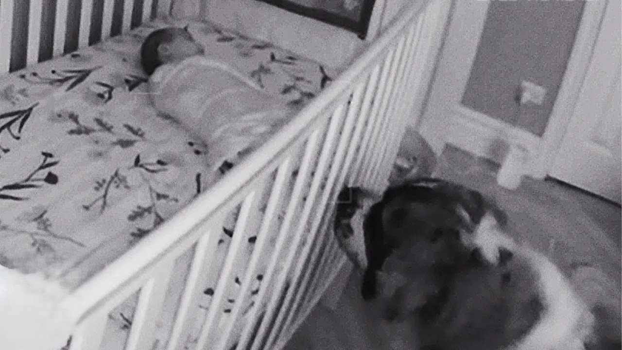 This gentle giant side-eyes the baby - then makes her life’s mission to ...