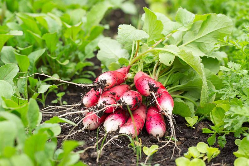 13 low-effort fruit and vegetables even beginners can grow