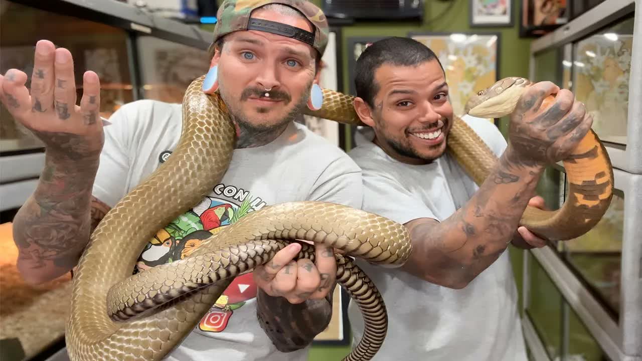Handling a giant cobra during a health check