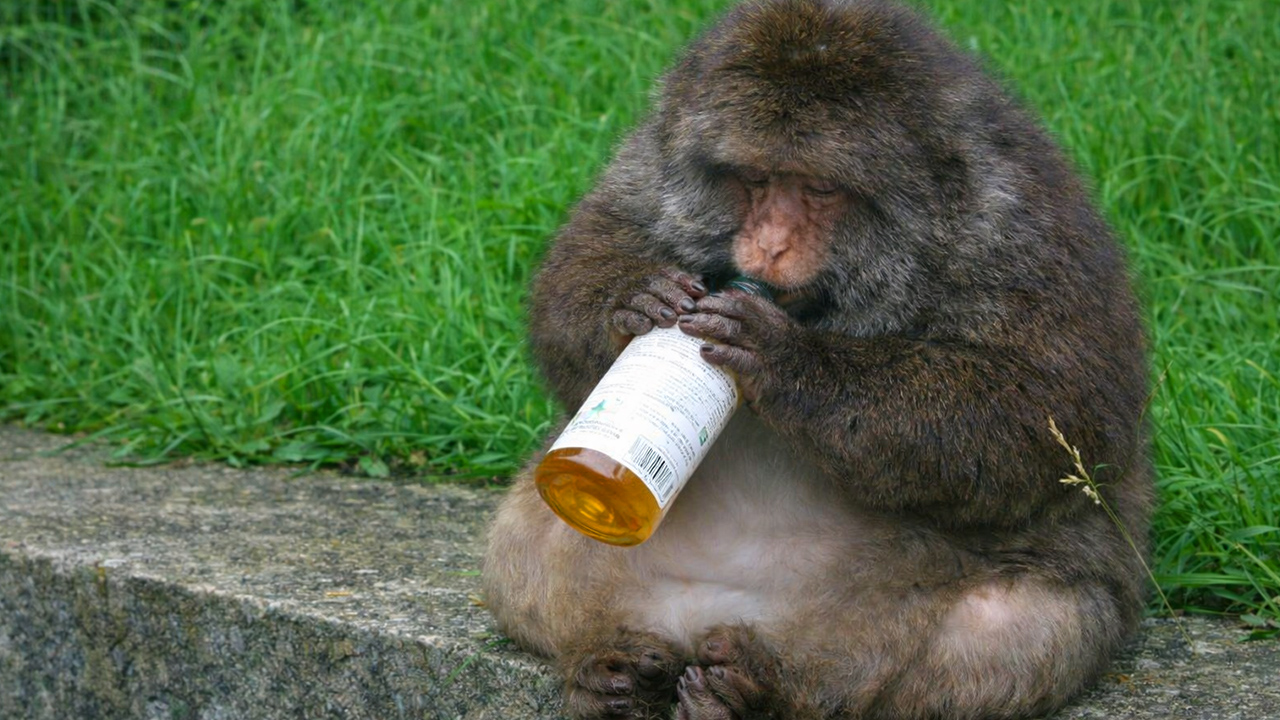 I filmed a monkey close up in a lovely and funny moment