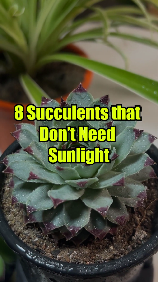 Succulents that survive in low light conditions