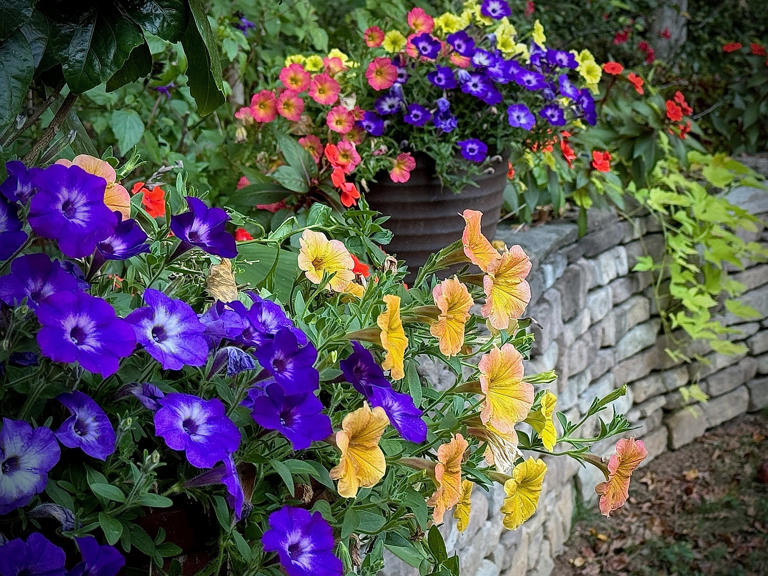 On gardening: Bringing harmony to your garden