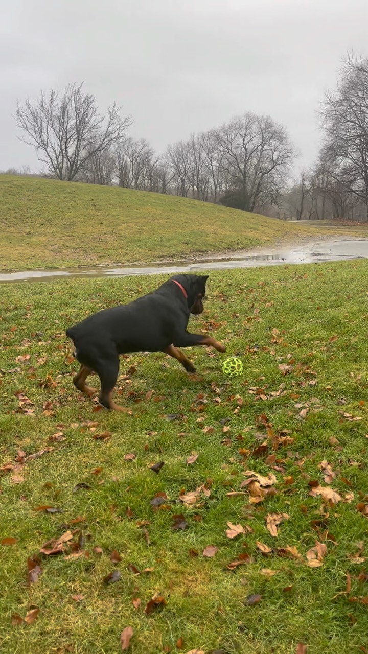 Having fun playing with sneaky ball