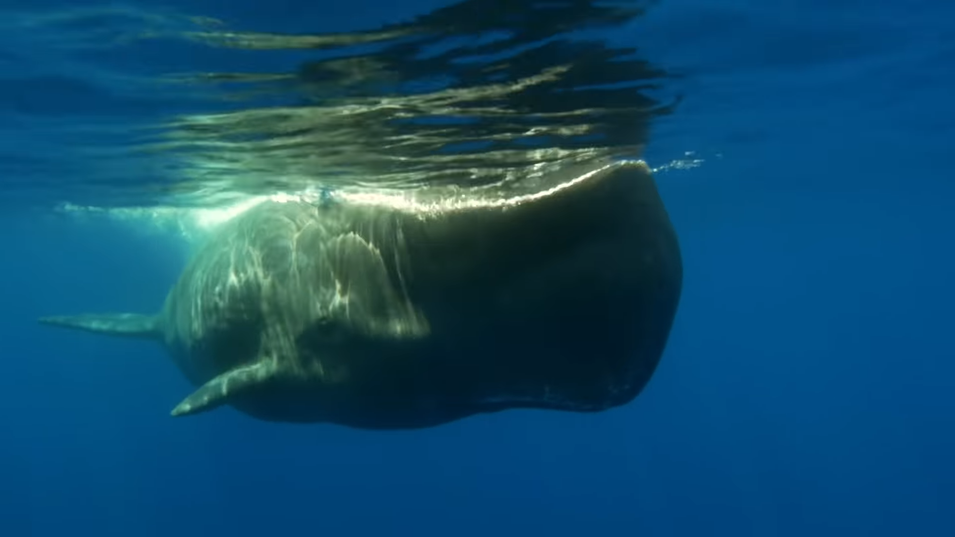 Watch how humans might finally talk to whales – after millions of years