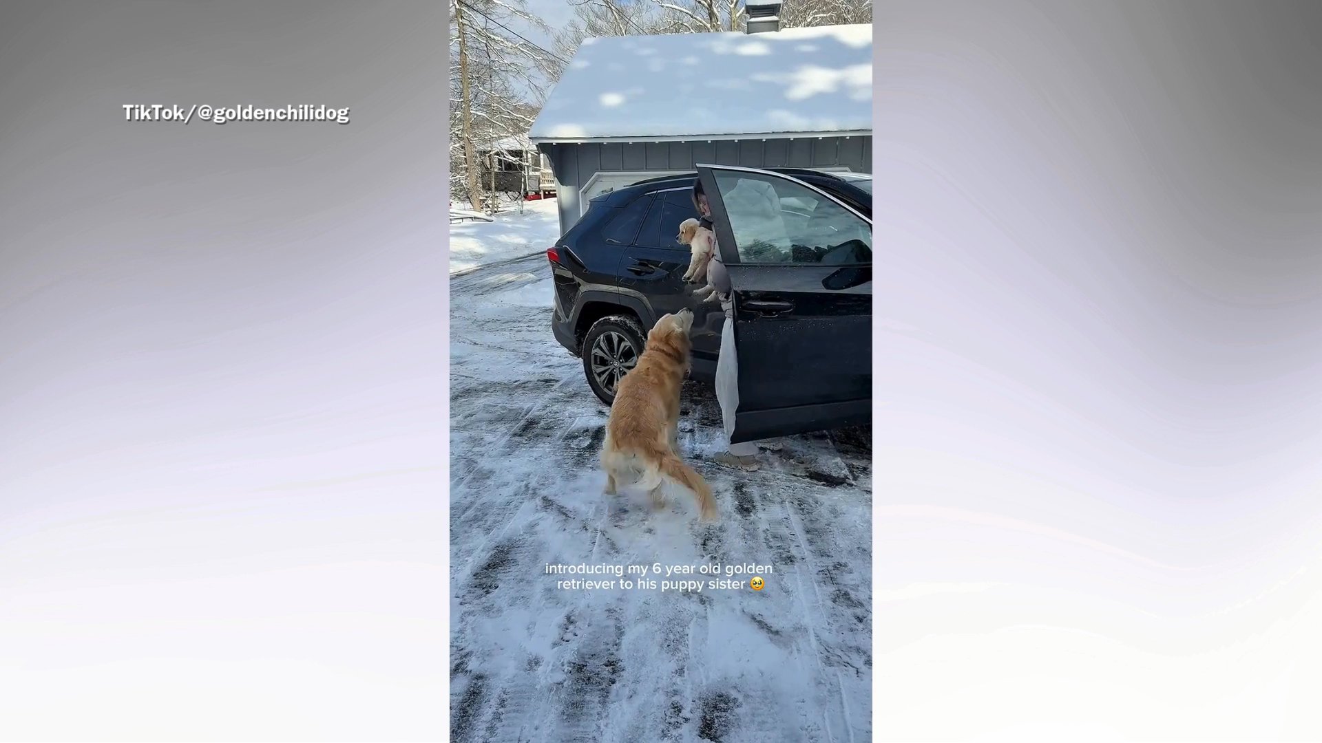 Golden retriever meets new puppy sibling