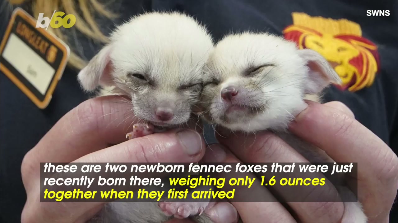 So cute! Watch as tiny baby fennec foxes are bottle fed at safari park ...