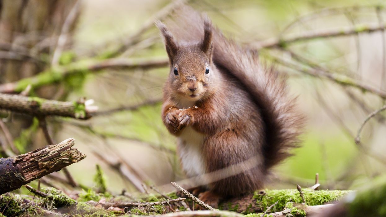 Campaign launched for endangered red squirrels to get emoji