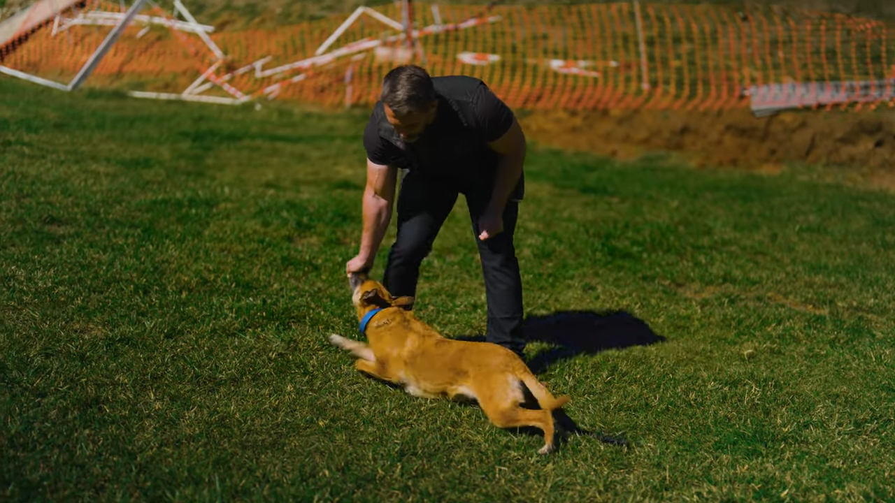 How to teach your dog the low crawl trick