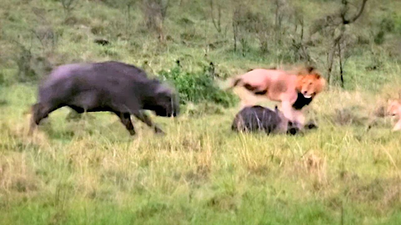 Buffalo charges in to rescue friend from lions in Kenya