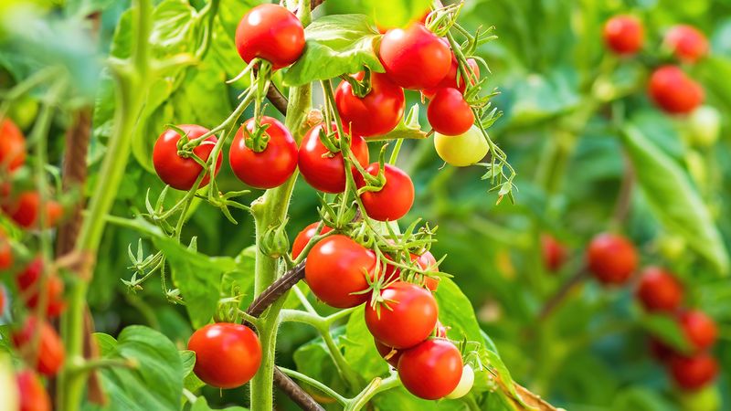 13 low-effort fruit and vegetables even beginners can grow
