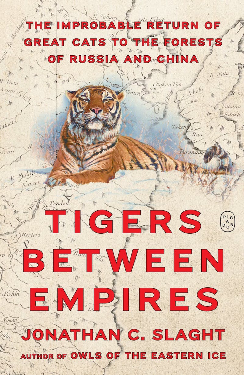 How the end of the Cold War saved the Siberian tiger