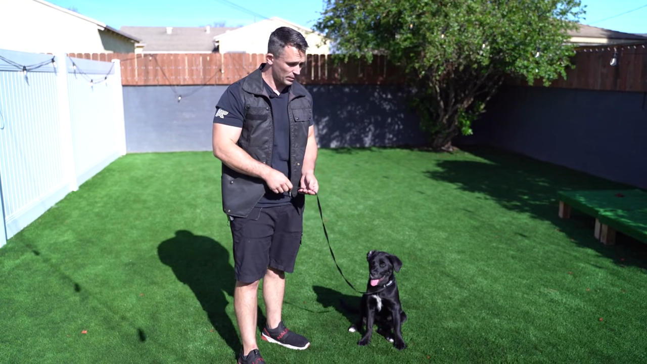 Watch how easy it is to train your dog not to jump