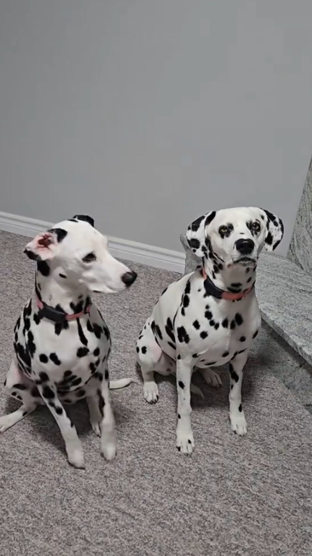Meet my bestie: The dog who’s my ultimate companion