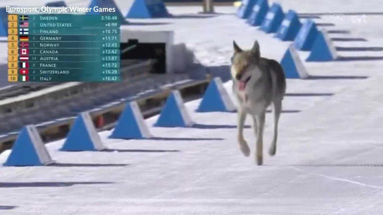 The Winter Olympics dog is the breakout star of the games: 'Someone get ...