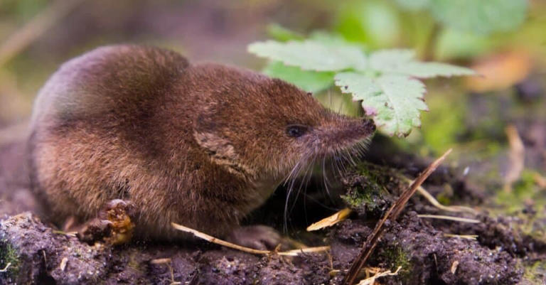 The tiny mammal that shrinks its brain every winter, then grows it back