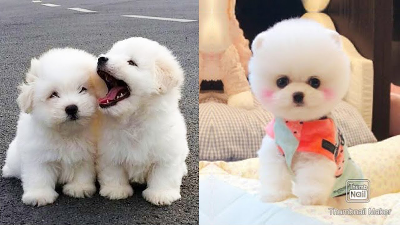 Fluffy white puppies sharing joy