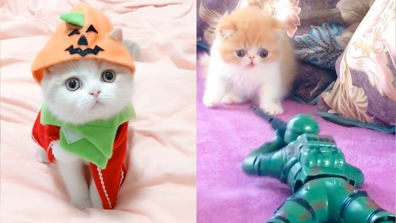Cute kitten wearing pumpkin costume