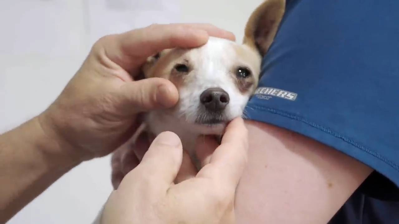 How a failed eye surgery nearly cost this dog her vision