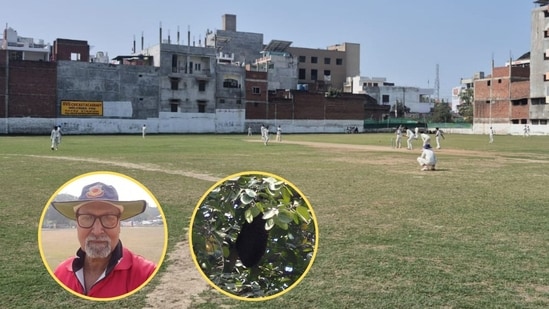 Veteran umpire Manik Gupta dies after bee attack during junior league ...