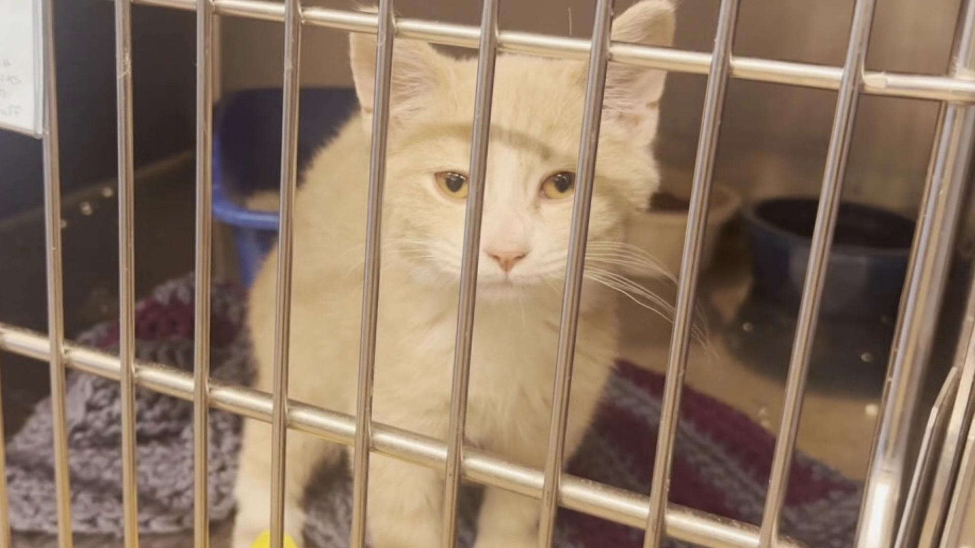 Renovations revealed at Bradford County Humane Society